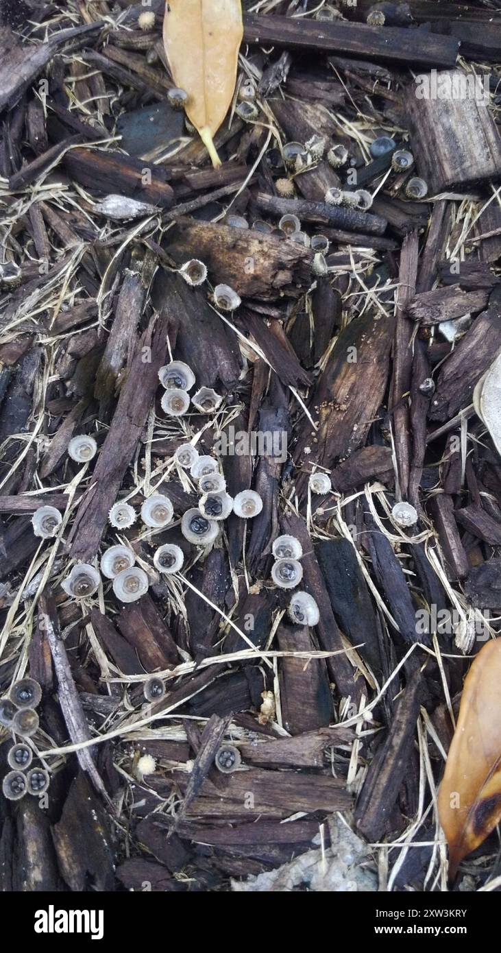 bird's nest fungi (Nidulariaceae) Fungi Stock Photo - Alamy