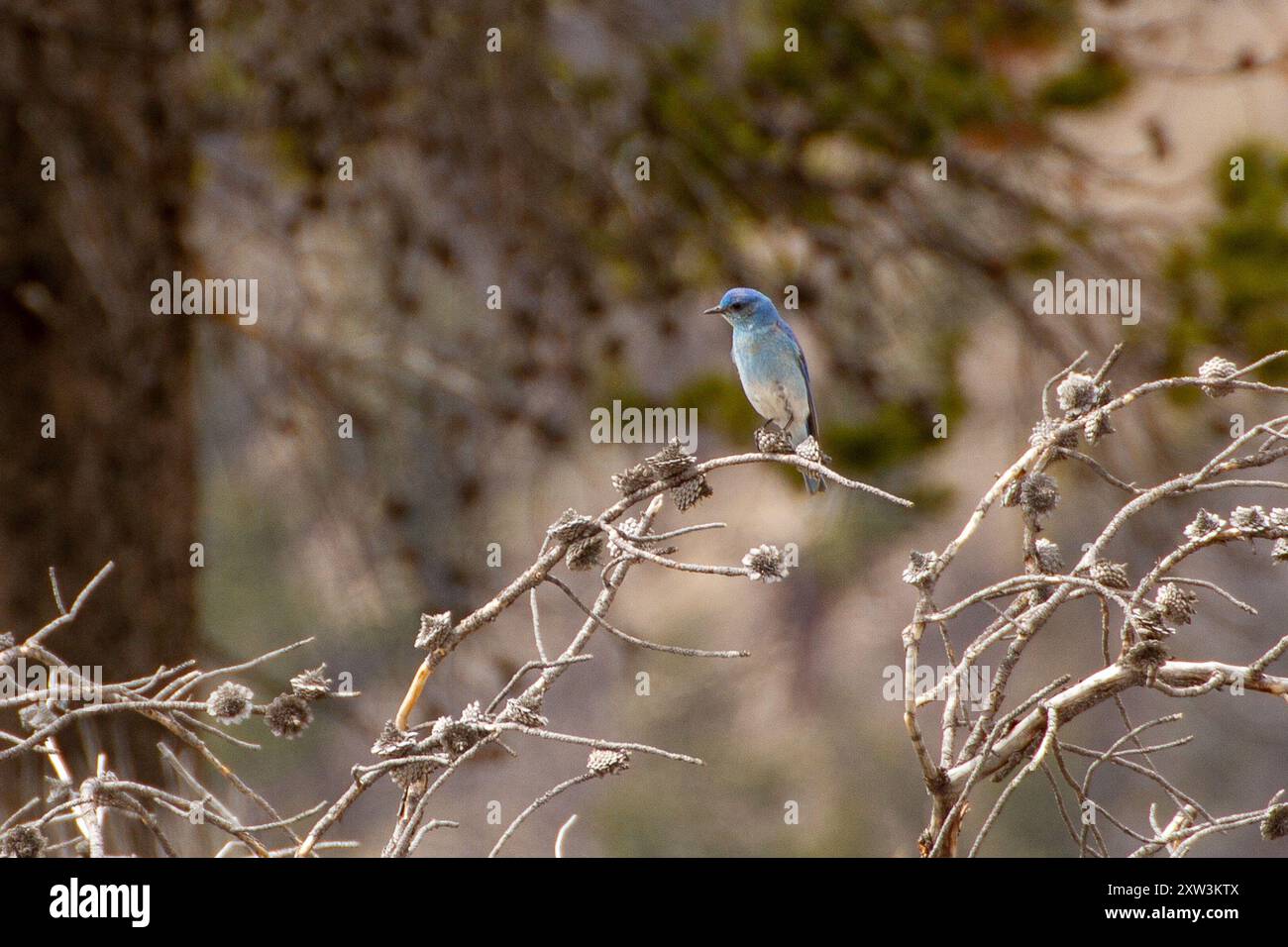 Mountain Bluebird (Sialia currucoides) Aves Stock Photo - Alamy