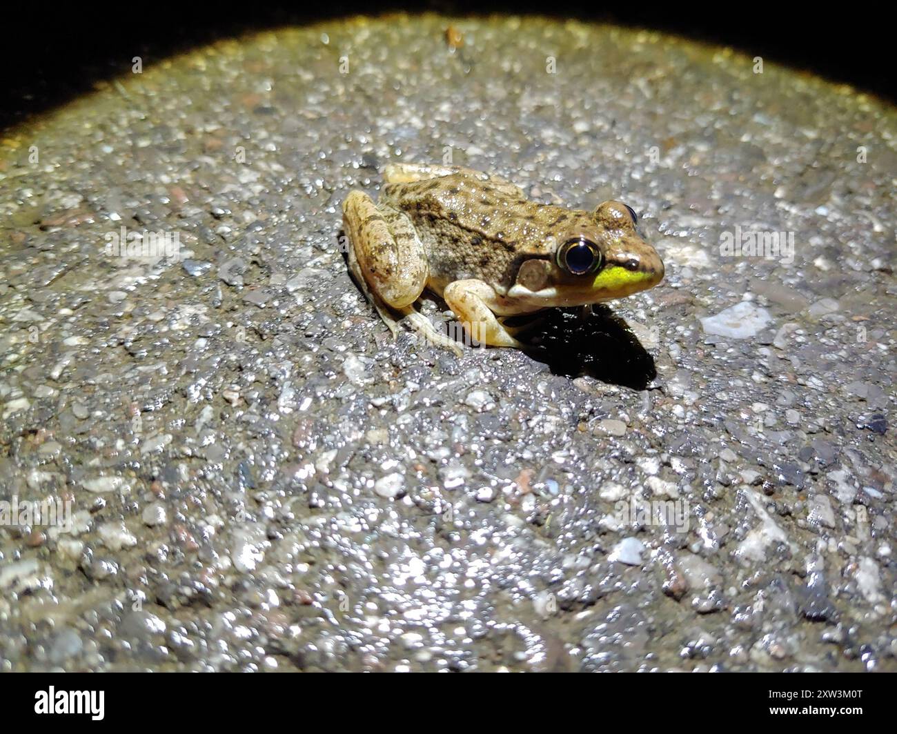 Green Frog (Lithobates clamitans) Amphibia Stock Photo - Alamy