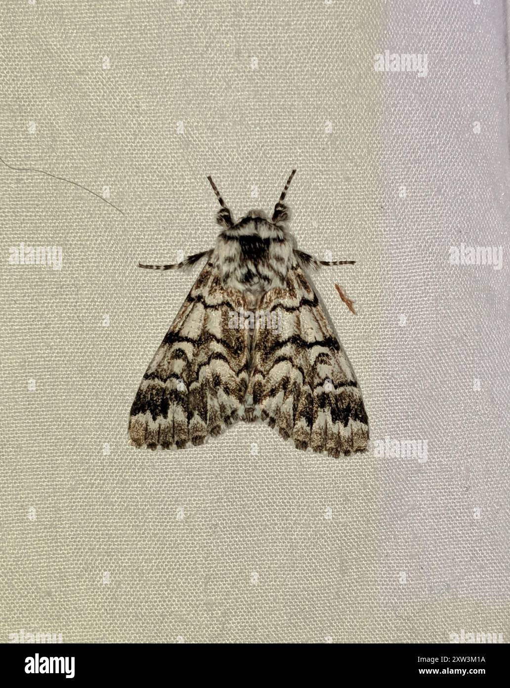 Western Panthea Moth (Panthea virginarius) Insecta Stock Photo - Alamy