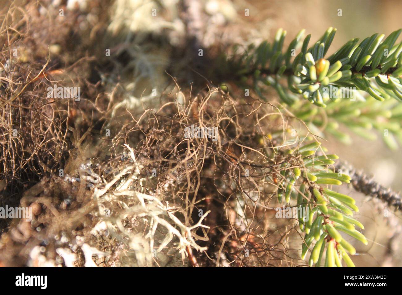 Horsehair Lichens (Bryoria) Fungi Stock Photo - Alamy