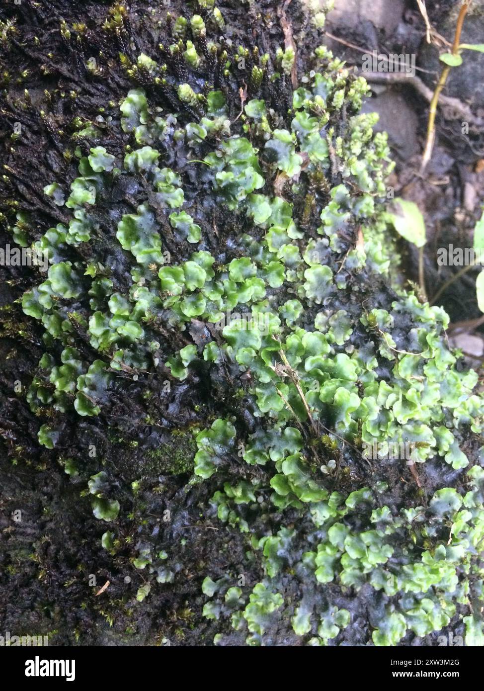Pellia (Pellia) Plantae Stock Photo - Alamy