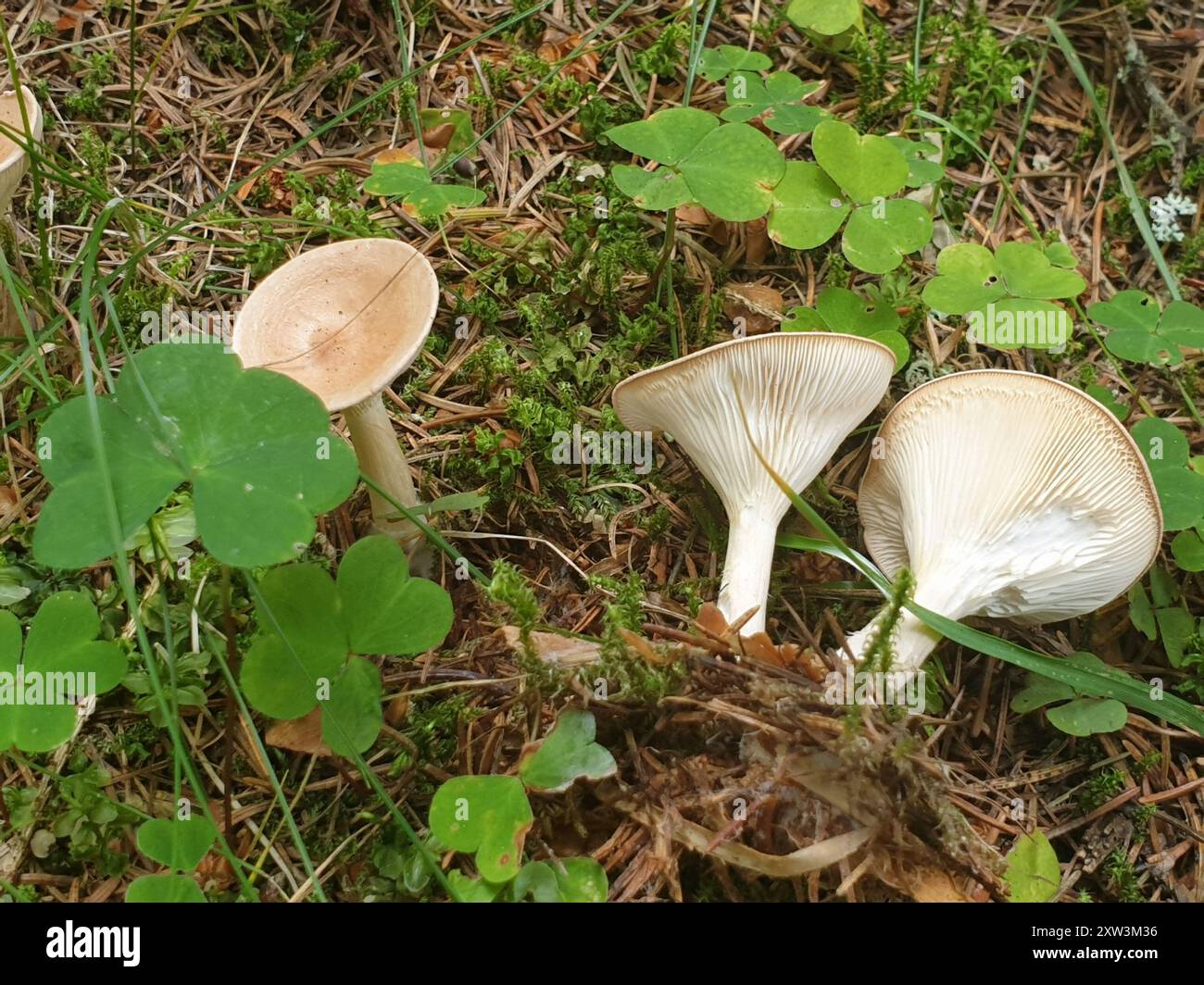 Common Funnel (Infundibulicybe gibba) Fungi Stock Photo - Alamy