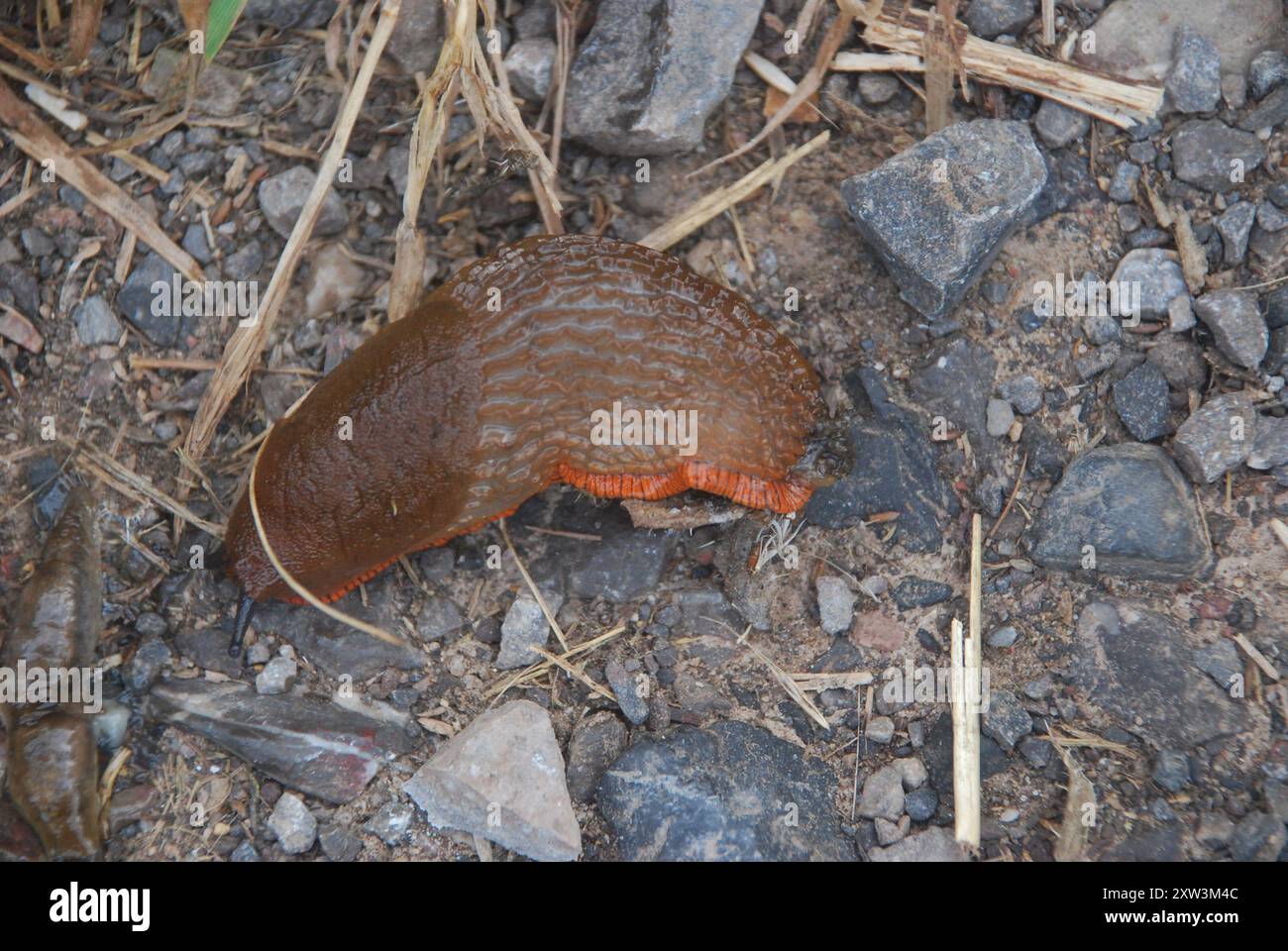 Black Slug (Arion ater) Mollusca Stock Photo - Alamy