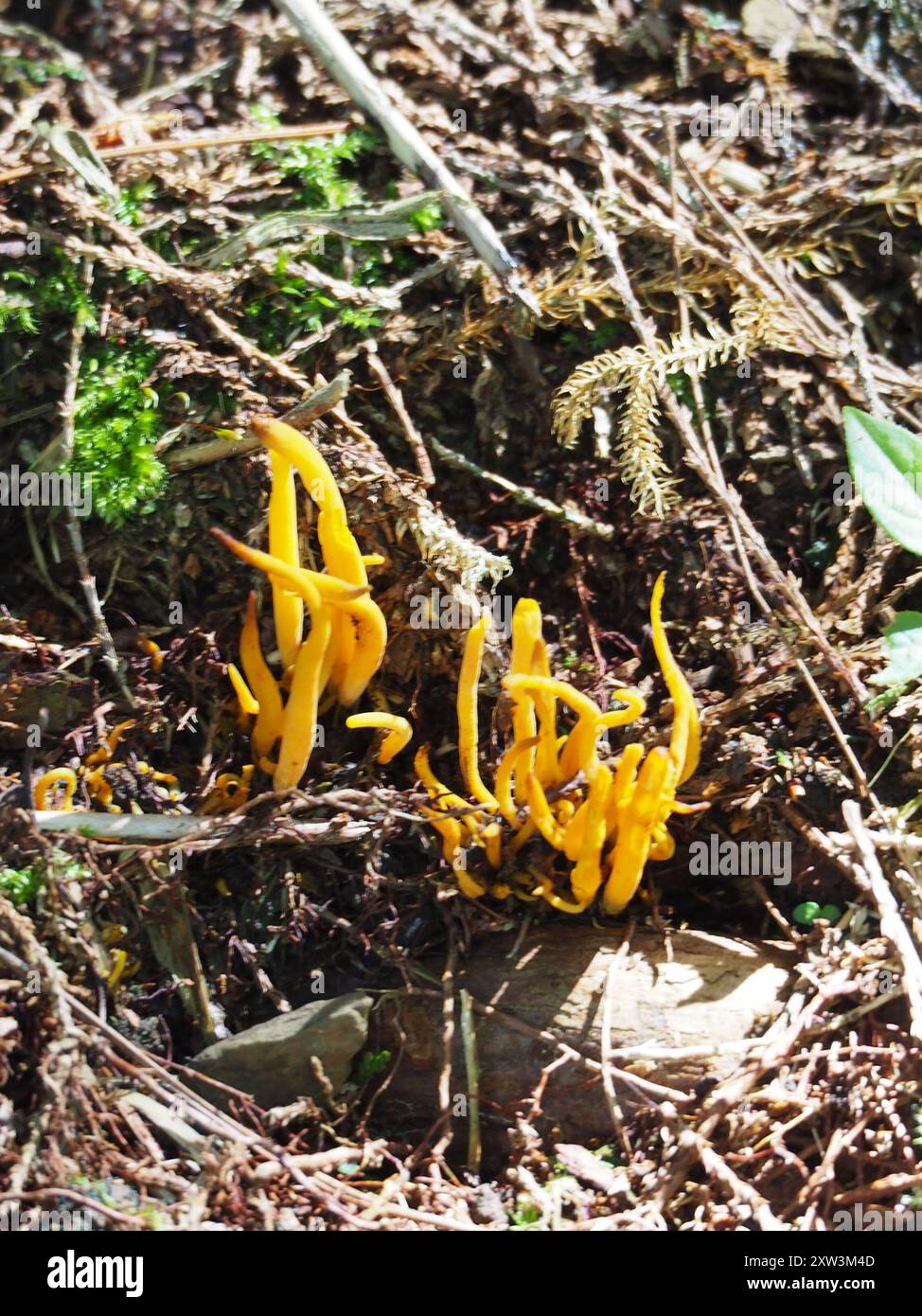 antler and spindle fungi (Clavariaceae) Fungi Stock Photo - Alamy