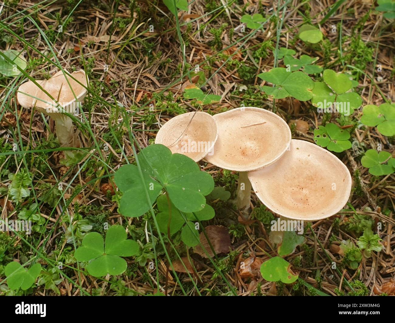 Common Funnel (Infundibulicybe gibba) Fungi Stock Photo - Alamy