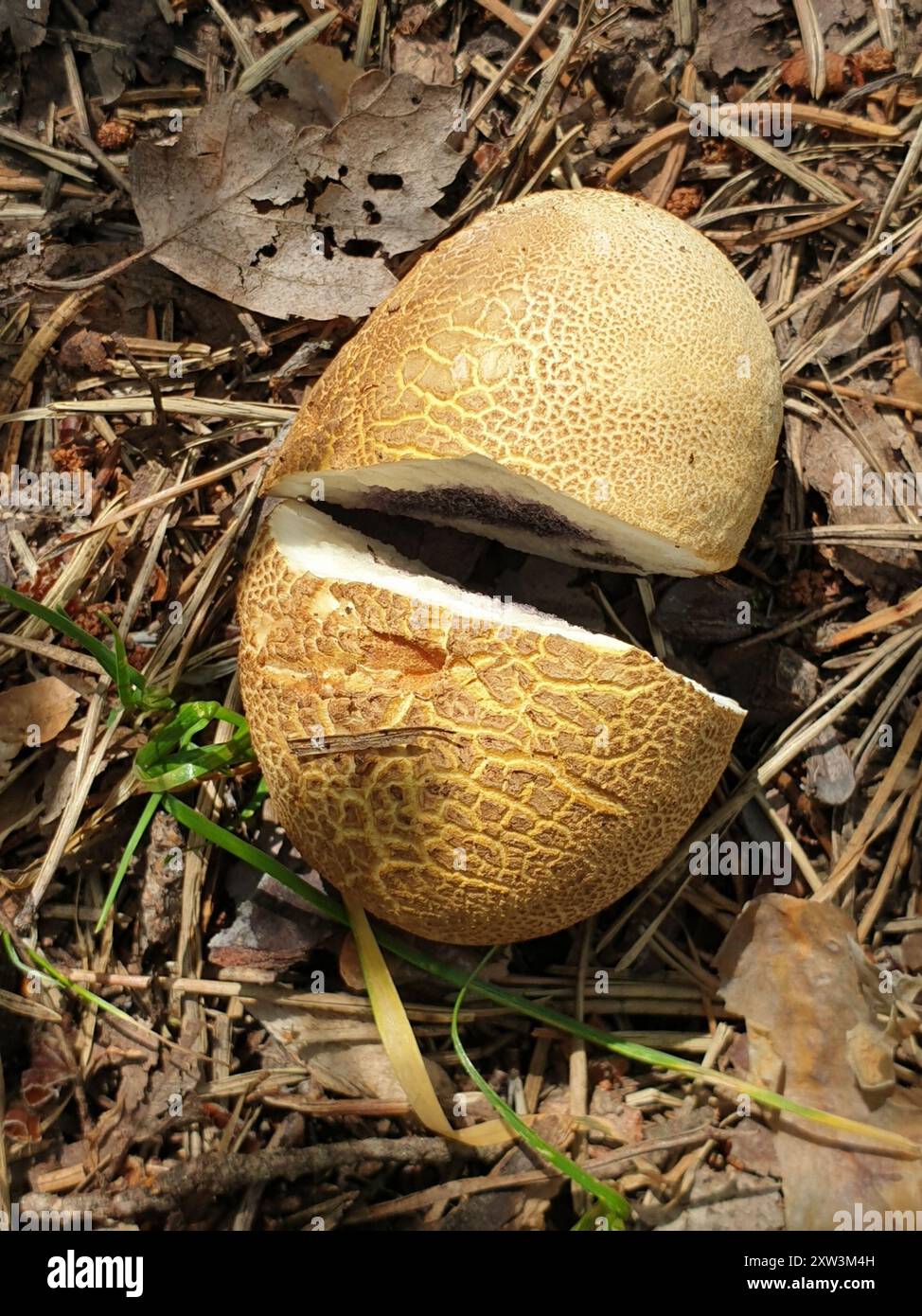 common earthball (Scleroderma citrinum) Fungi Stock Photo - Alamy