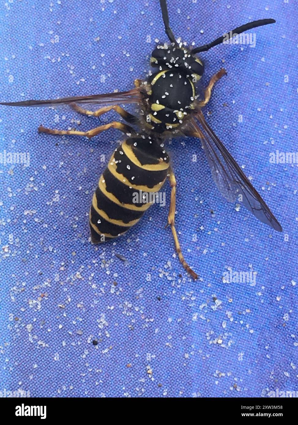 Common European Yellowjacket (Vespula vulgaris) Insecta Stock Photo - Alamy