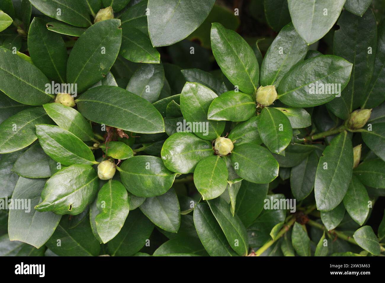 Common Rhododendron (Rhododendron ponticum) Plantae Stock Photo - Alamy