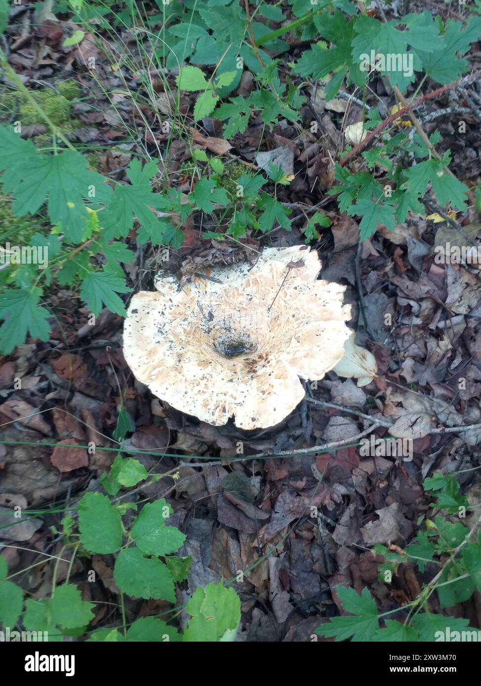 Short-stemmed Russula (Russula brevipes) Fungi Stock Photo - Alamy