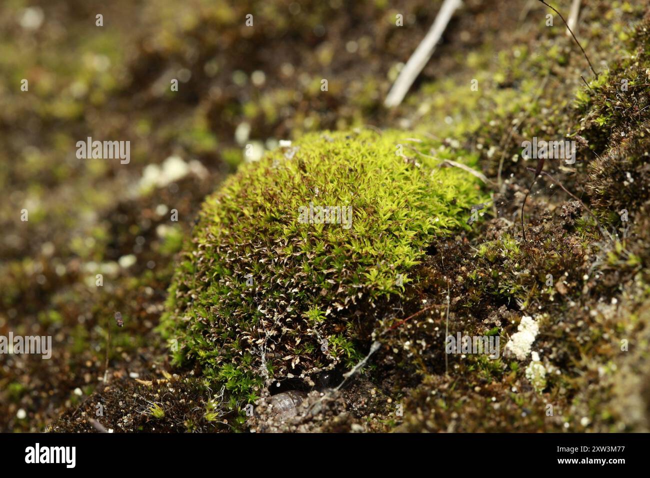 Bird's-Claw Beard-Moss (Barbula unguiculata) Plantae Stock Photo - Alamy