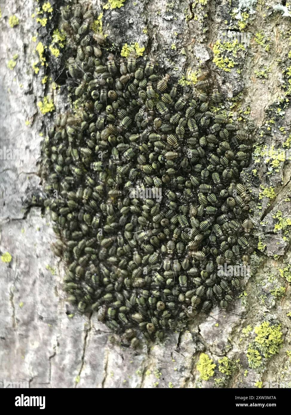 Tree Cattle (Cerastipsocus venosus) Insecta Stock Photo - Alamy