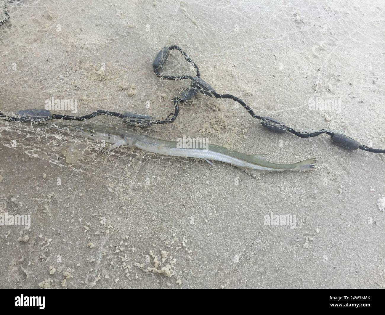Atlantic Needlefish (Strongylura marina) Actinopterygii Stock Photo - Alamy