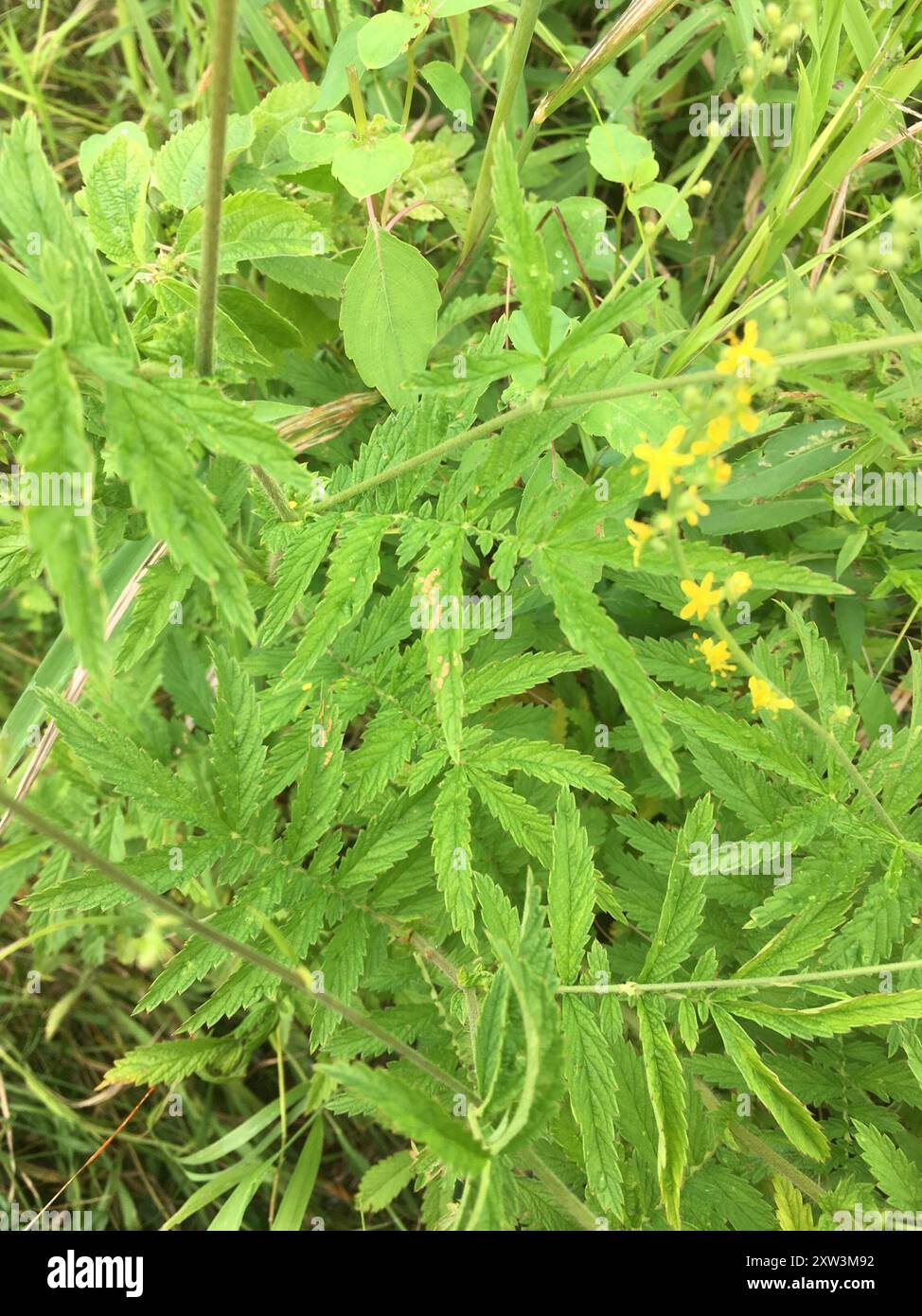 swamp agrimony (Agrimonia parviflora) Plantae Stock Photo - Alamy