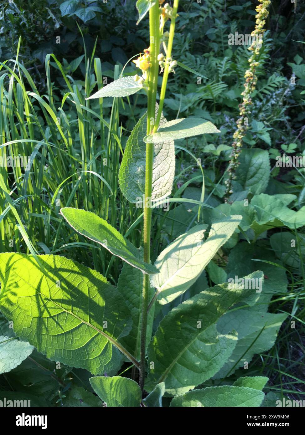 Dark Mullein (Verbascum nigrum) Plantae Stock Photo - Alamy