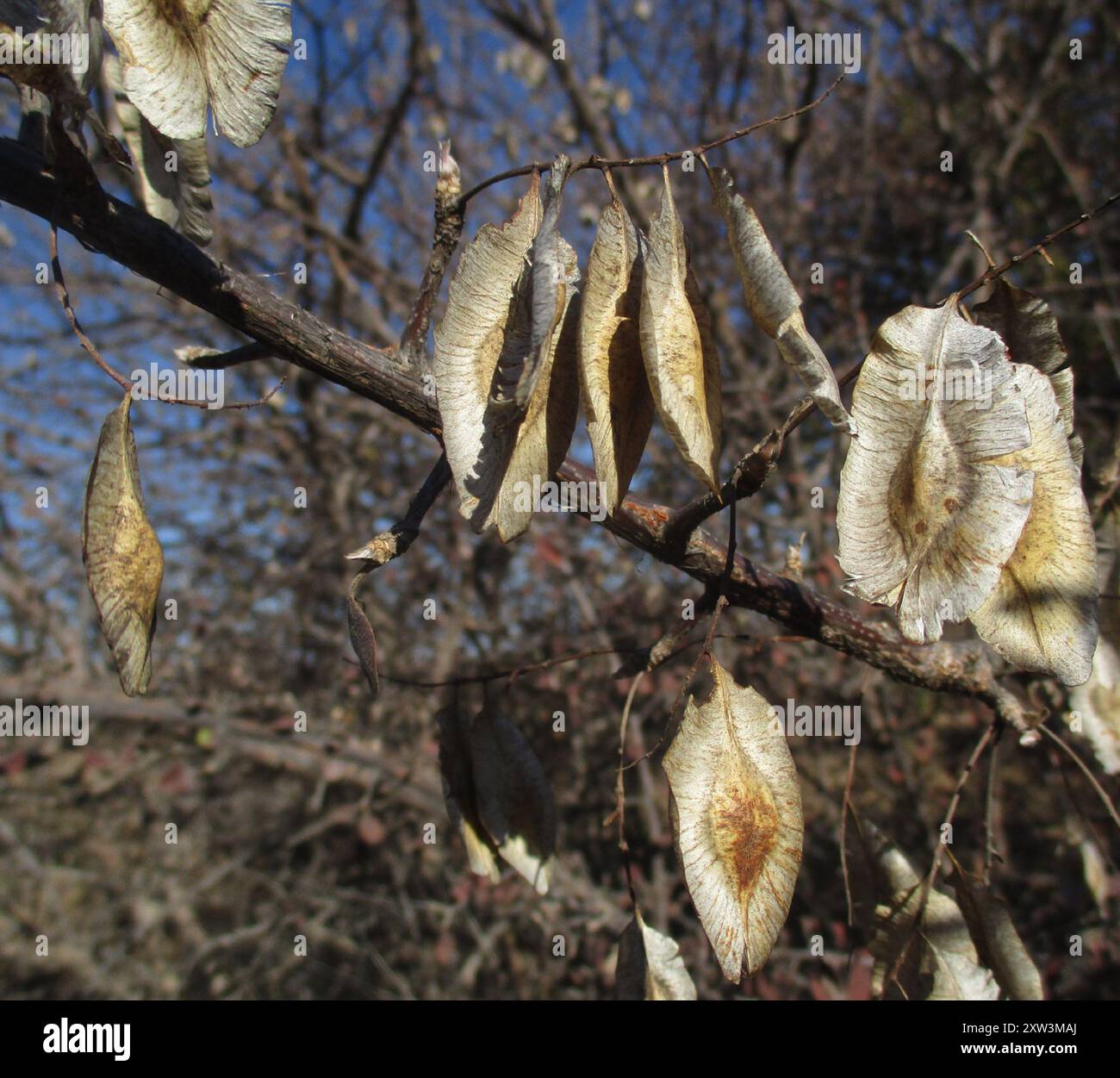 Purplepod clusterleaf (Terminalia prunioides) Plantae Stock Photo - Alamy