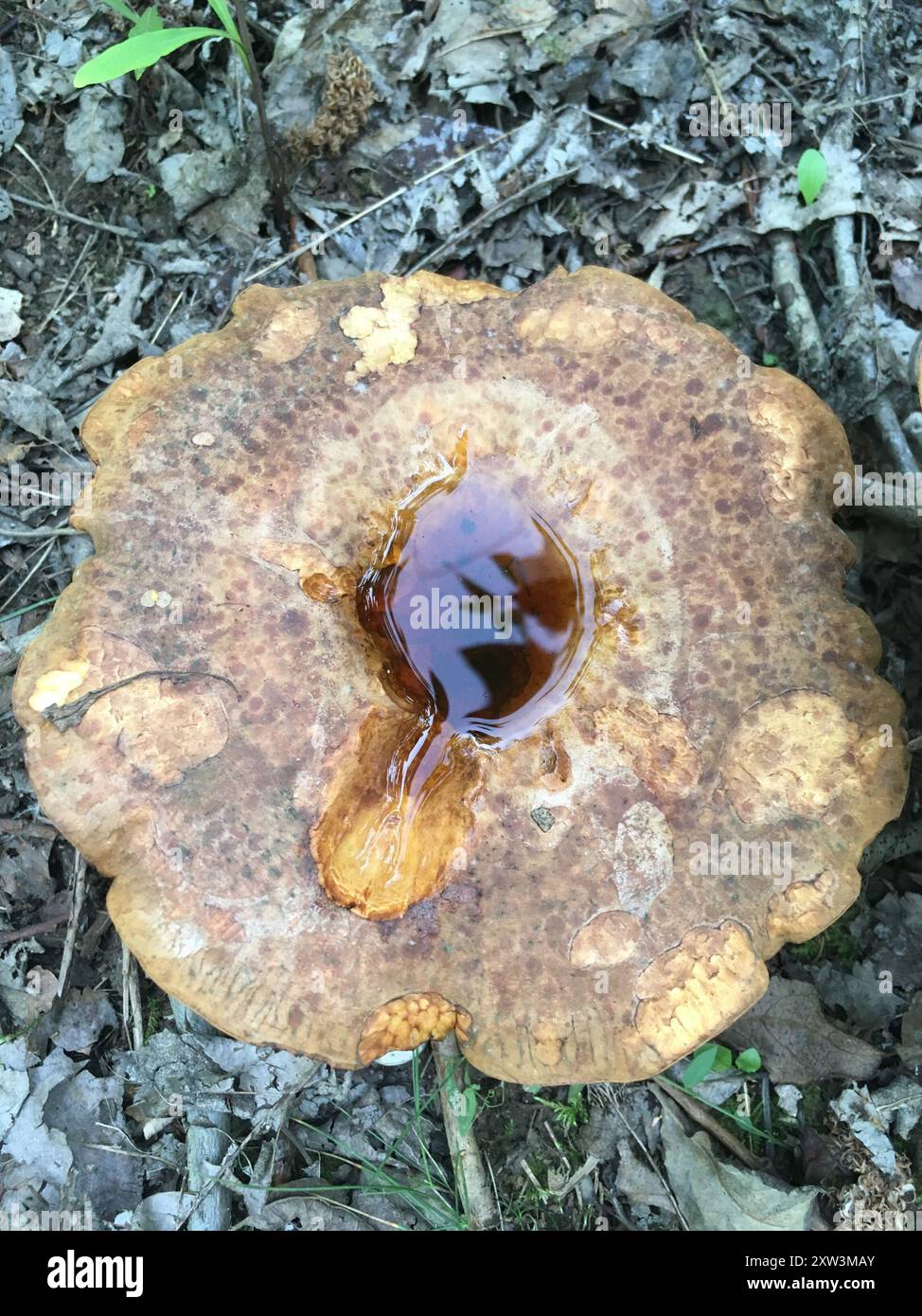 Brown Roll-Rim (Paxillus involutus) Fungi Stock Photo - Alamy