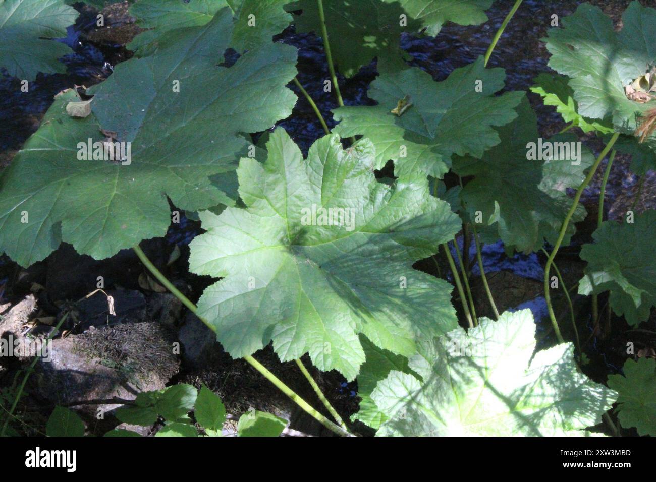 Umbrella Plant (Darmera peltata) Plantae Stock Photo - Alamy