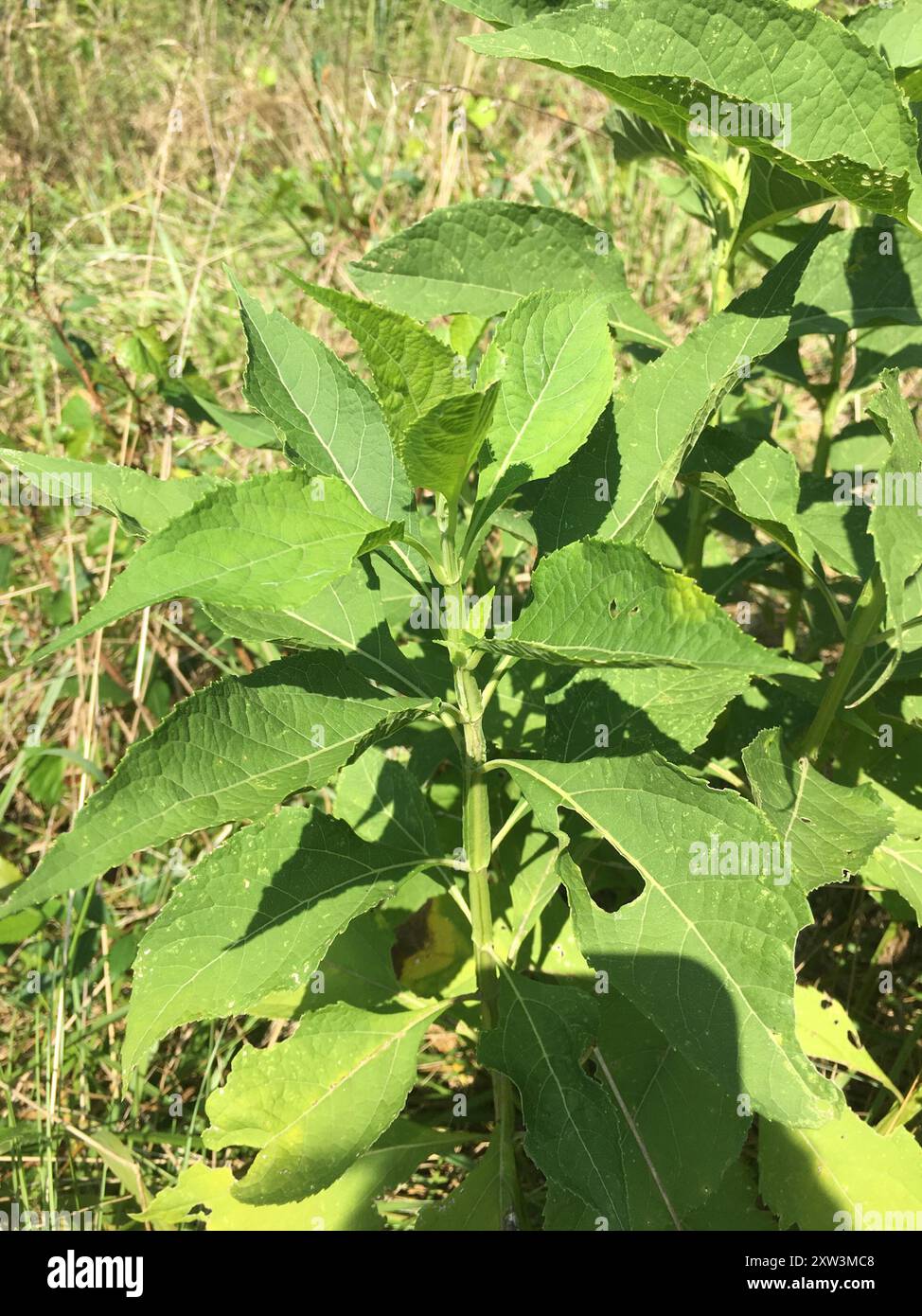 Yellow Crownbeard (Verbesina occidentalis) Plantae Stock Photo - Alamy
