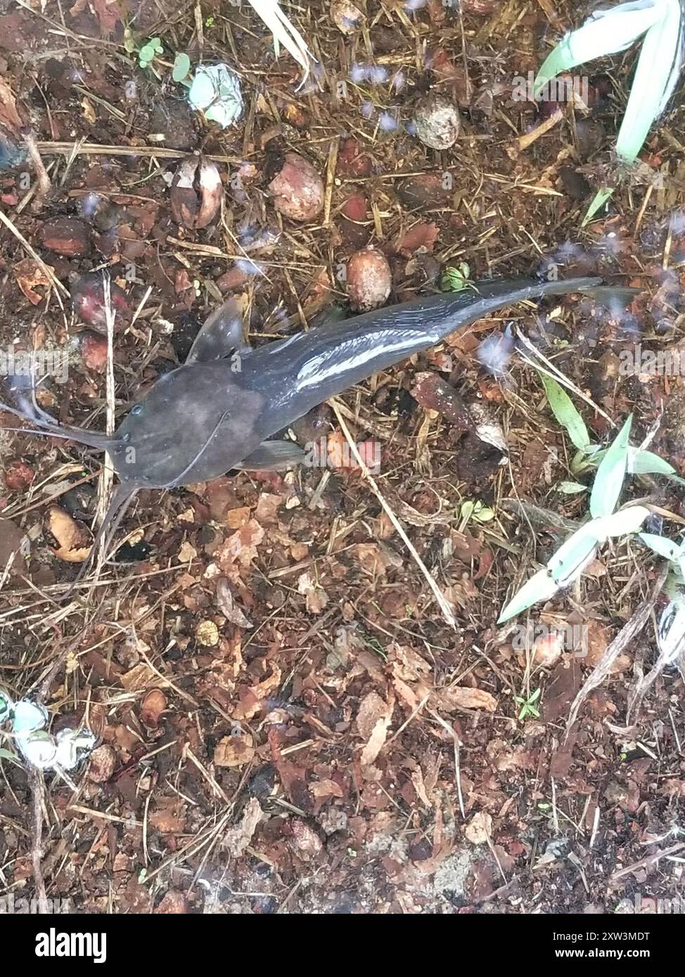 Walking Catfish (Clarias batrachus) Actinopterygii Stock Photo - Alamy