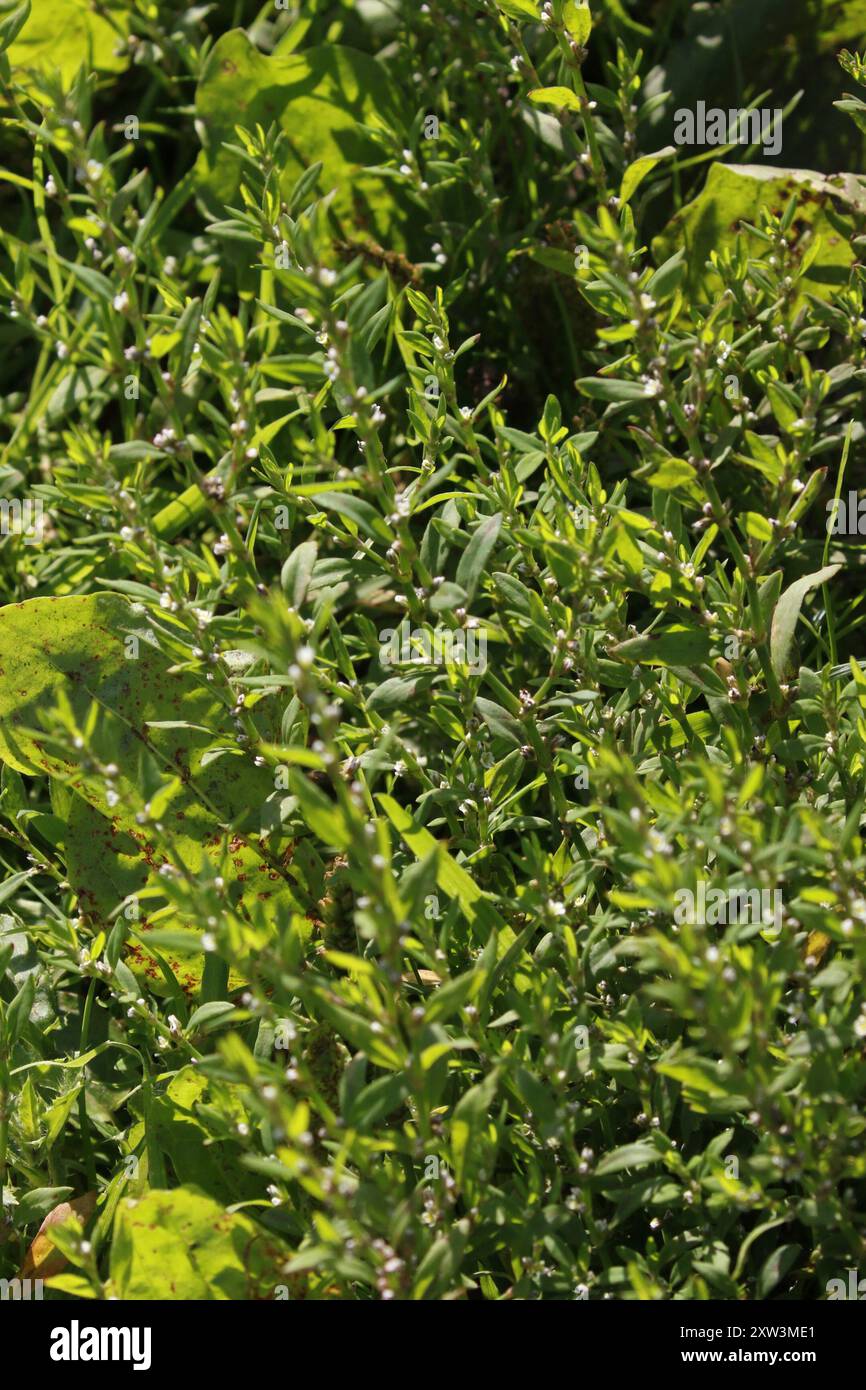 Prostrate Knotweed (Polygonum aviculare) Plantae Stock Photo - Alamy