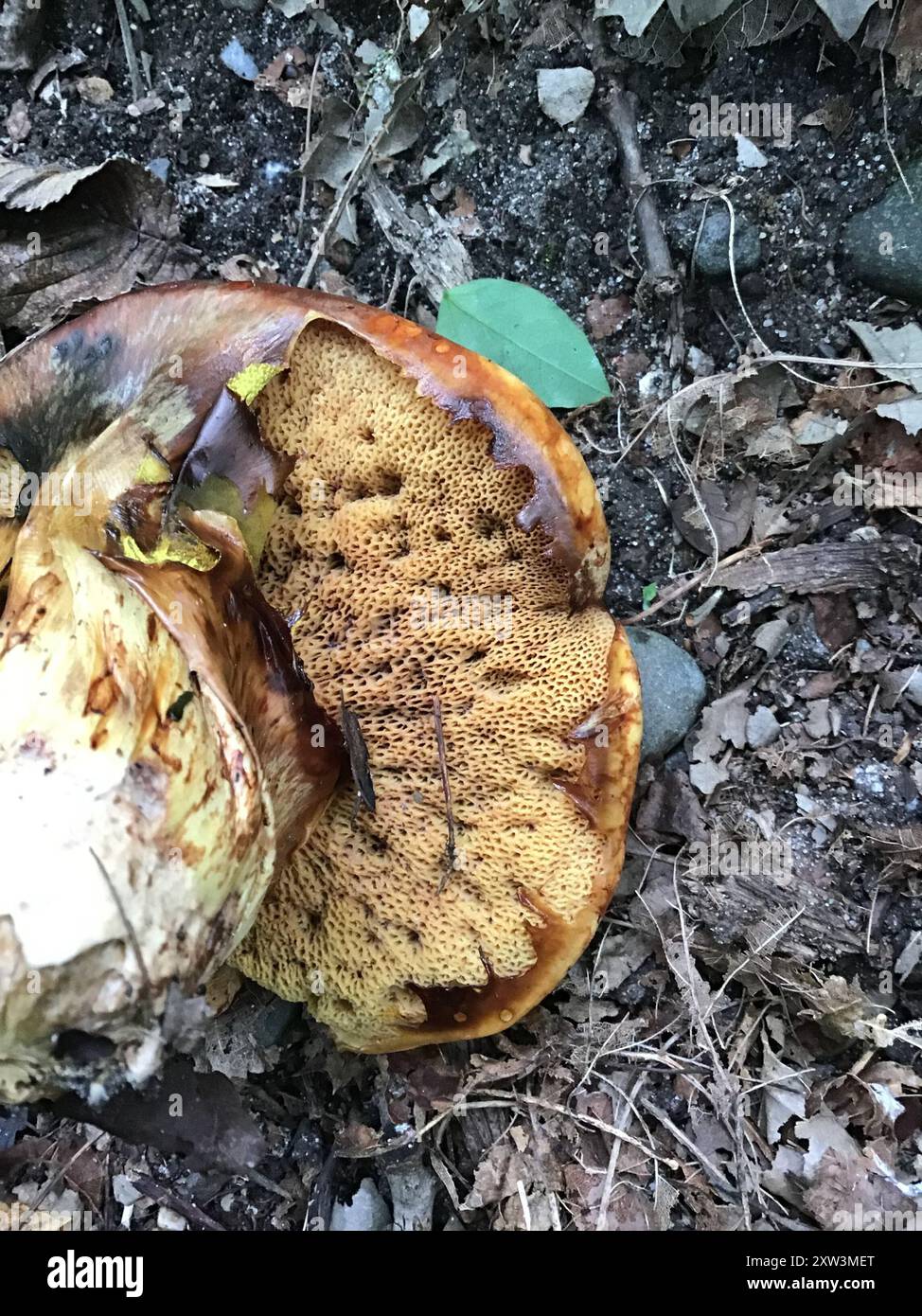 Chicken Fat Mushroom (Suillus americanus) Fungi Stock Photo - Alamy