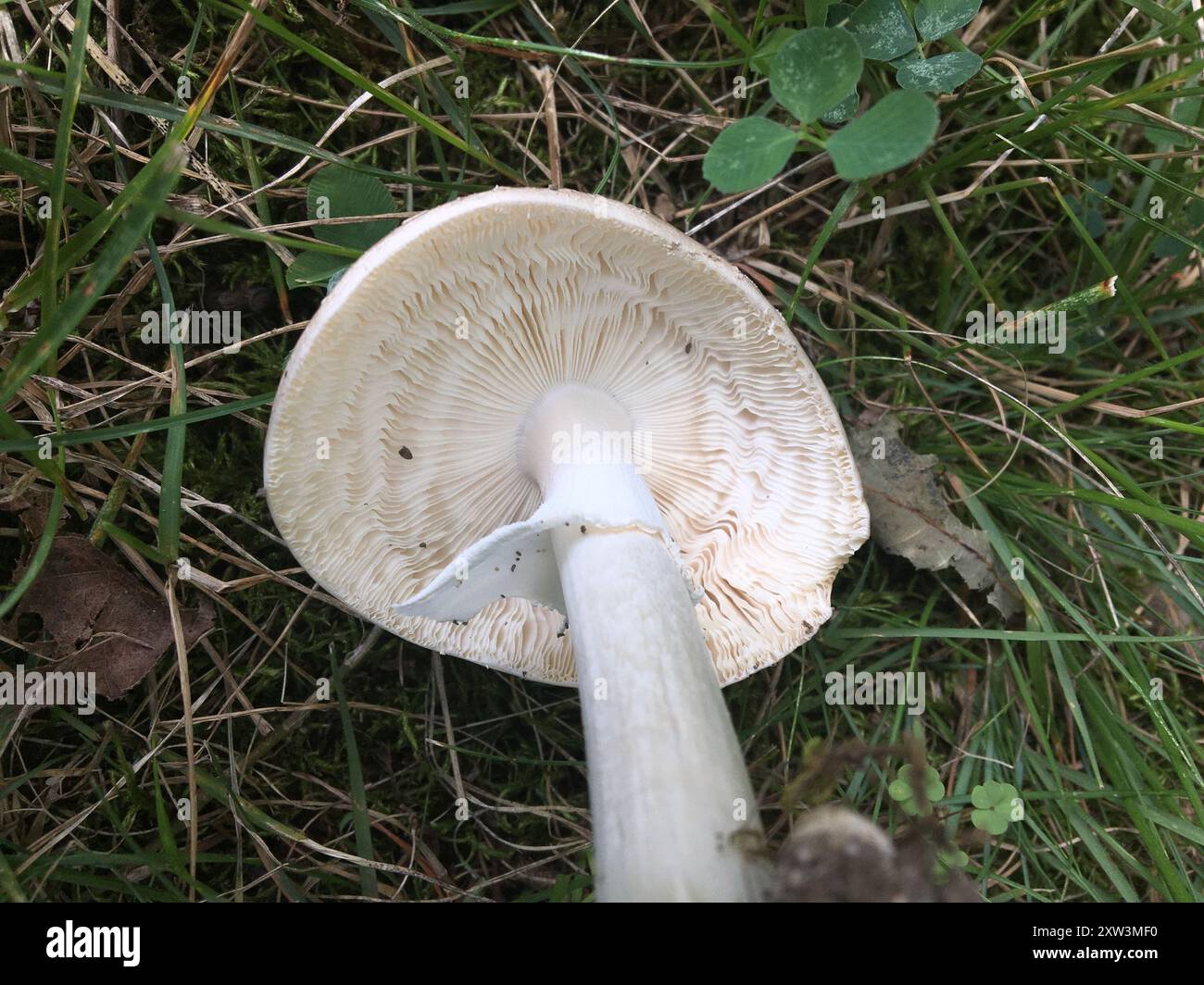 Golden Threads Lepidella (Amanita canescens) Fungi Stock Photo - Alamy