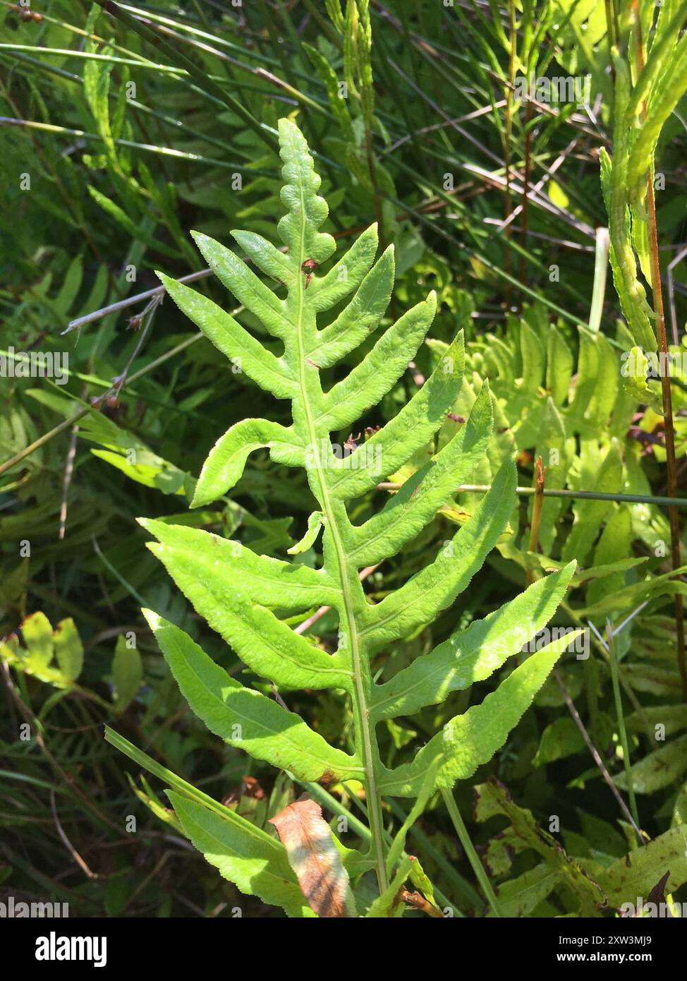 netted chain fern (Woodwardia areolata) Plantae Stock Photo - Alamy
