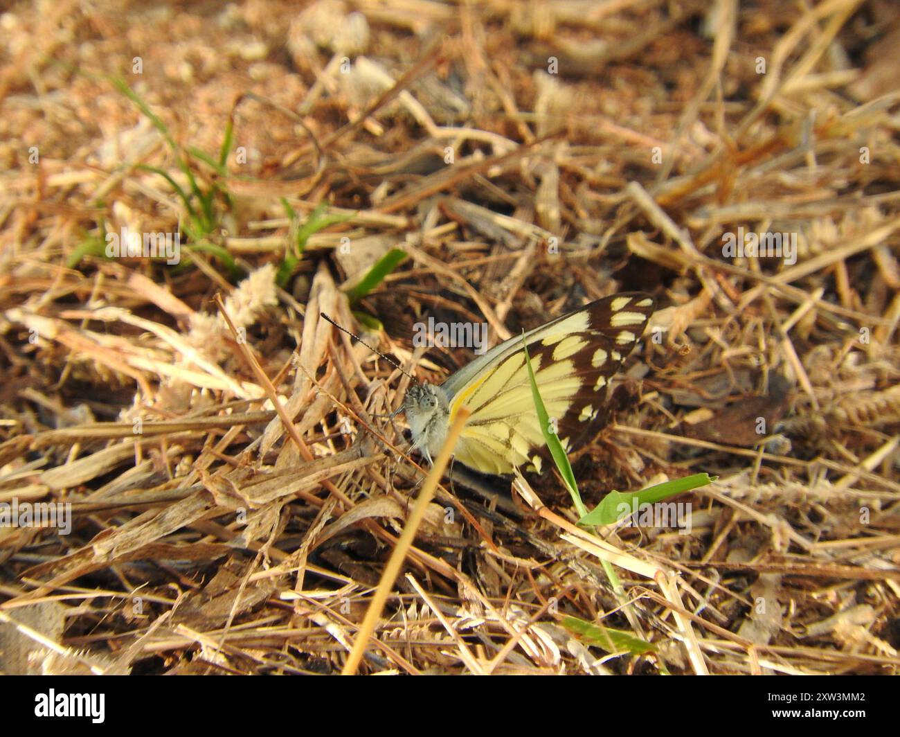 African Common White (Belenois creona severina) Insecta Stock Photo - Alamy