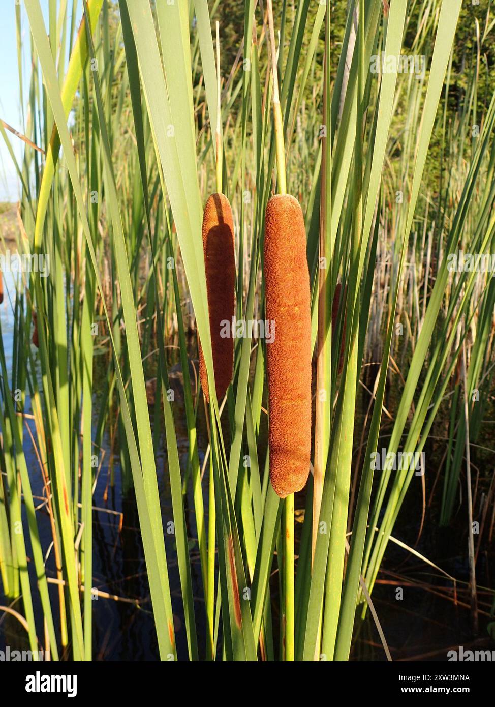 narrow-leaved cattail (Typha angustifolia) Plantae Stock Photo - Alamy