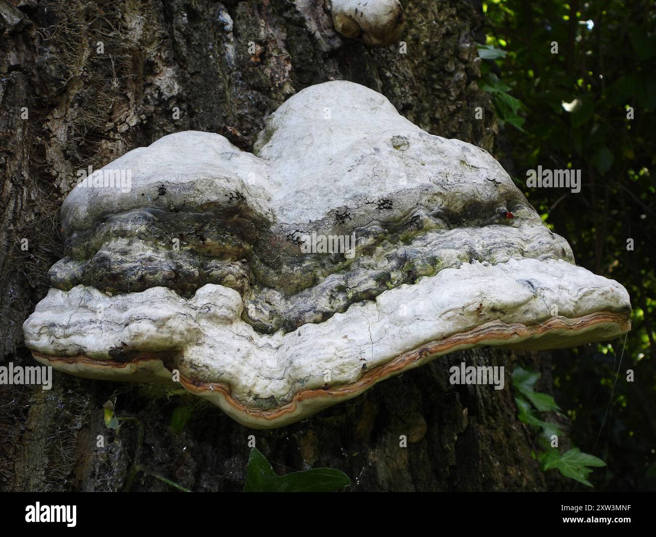 Hoof Fungus (Fomes fomentarius) Fungi Stock Photo - Alamy