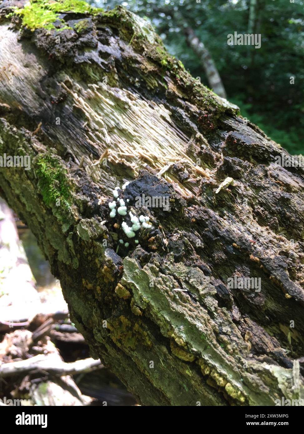 Honeycomb Coral Slime Mold (Ceratiomyxa fruticulosa) Protozoa Stock ...