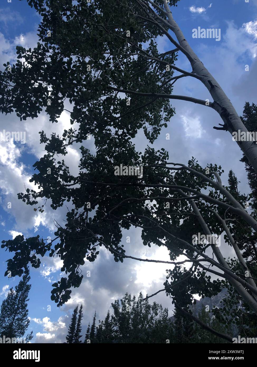 trembling aspen (Populus tremuloides) Plantae Stock Photo - Alamy