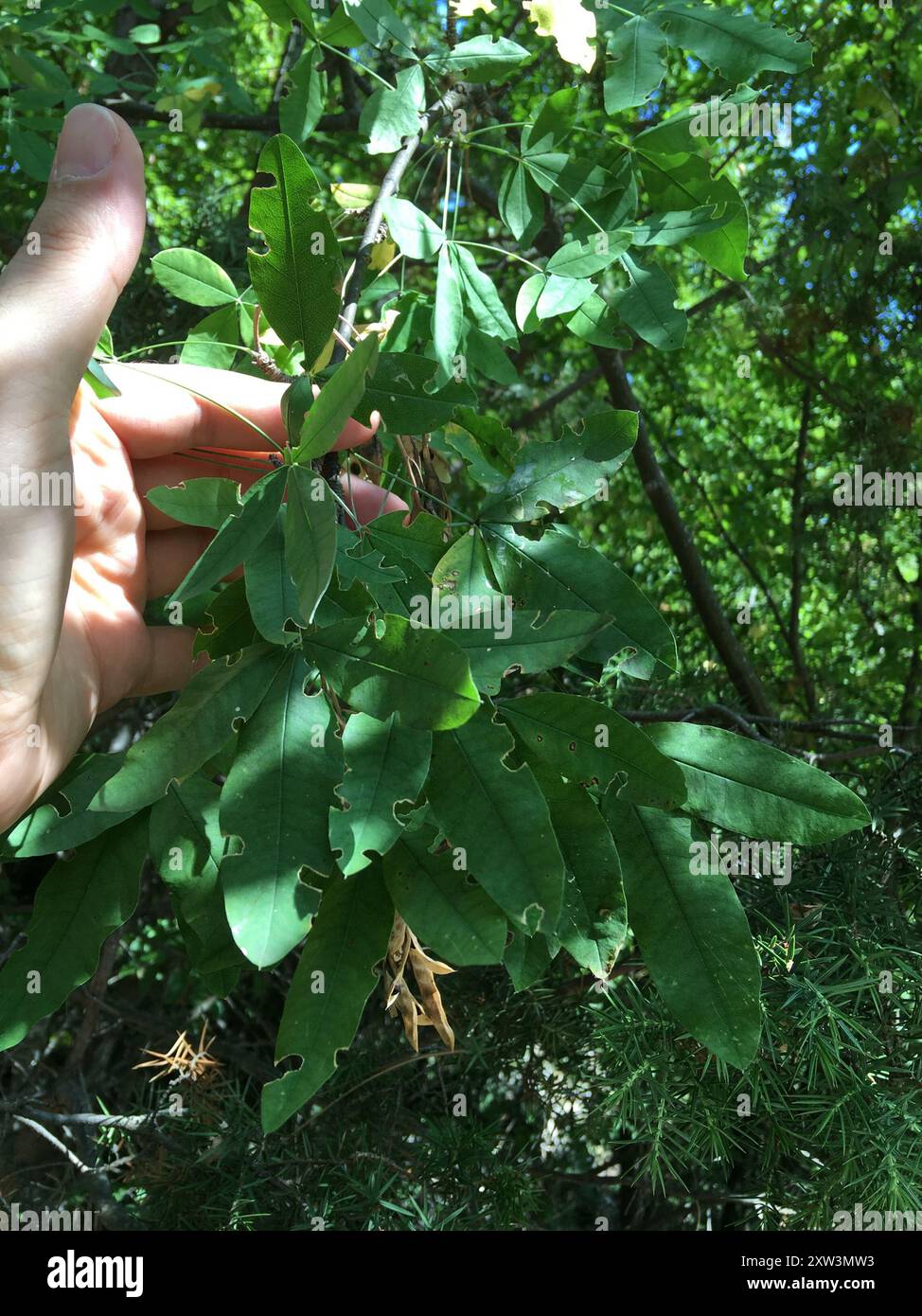 Common Laburnum (Laburnum anagyroides) Plantae Stock Photo - Alamy