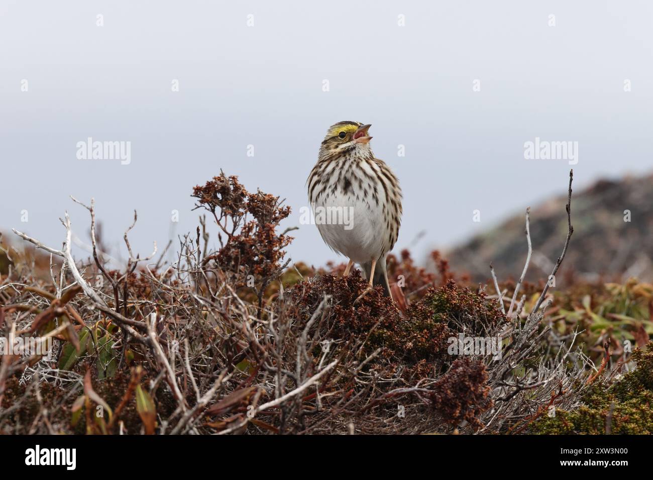 Savannah Sparrow (Passerculus sandwichensis) Newfoundland and Labrador ...