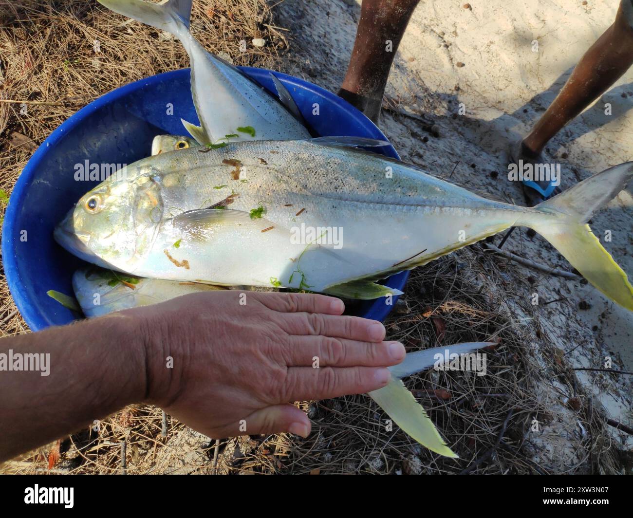 Brassy Trevally (Caranx papuensis) Actinopterygii Stock Photo - Alamy