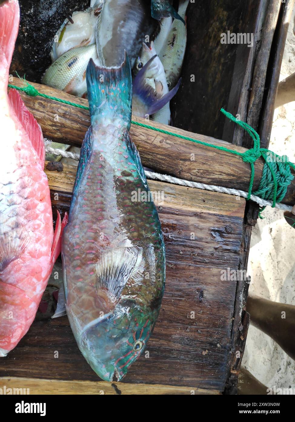 Star-eye Parrotfish (Calotomus carolinus) Actinopterygii Stock Photo ...