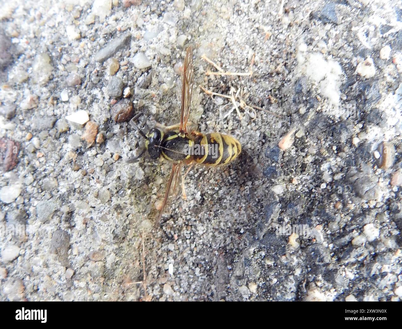 Ground Yellowjackets (Vespula) Insecta Stock Photo - Alamy
