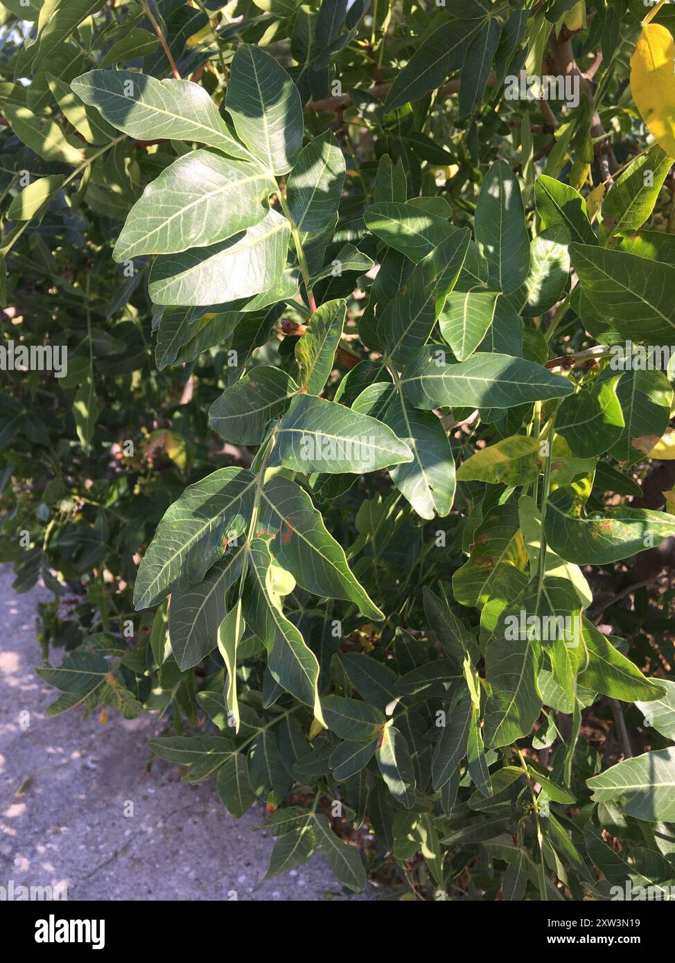 Pistacia mutica hi-res stock photography and images - Alamy