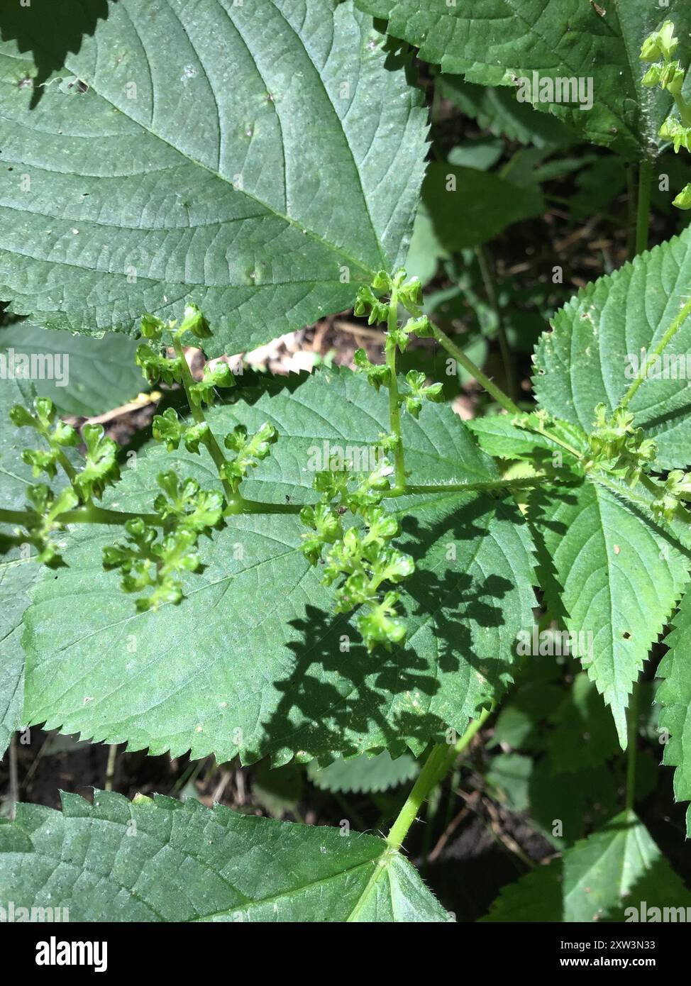 wood nettle (Laportea canadensis) Plantae Stock Photo - Alamy