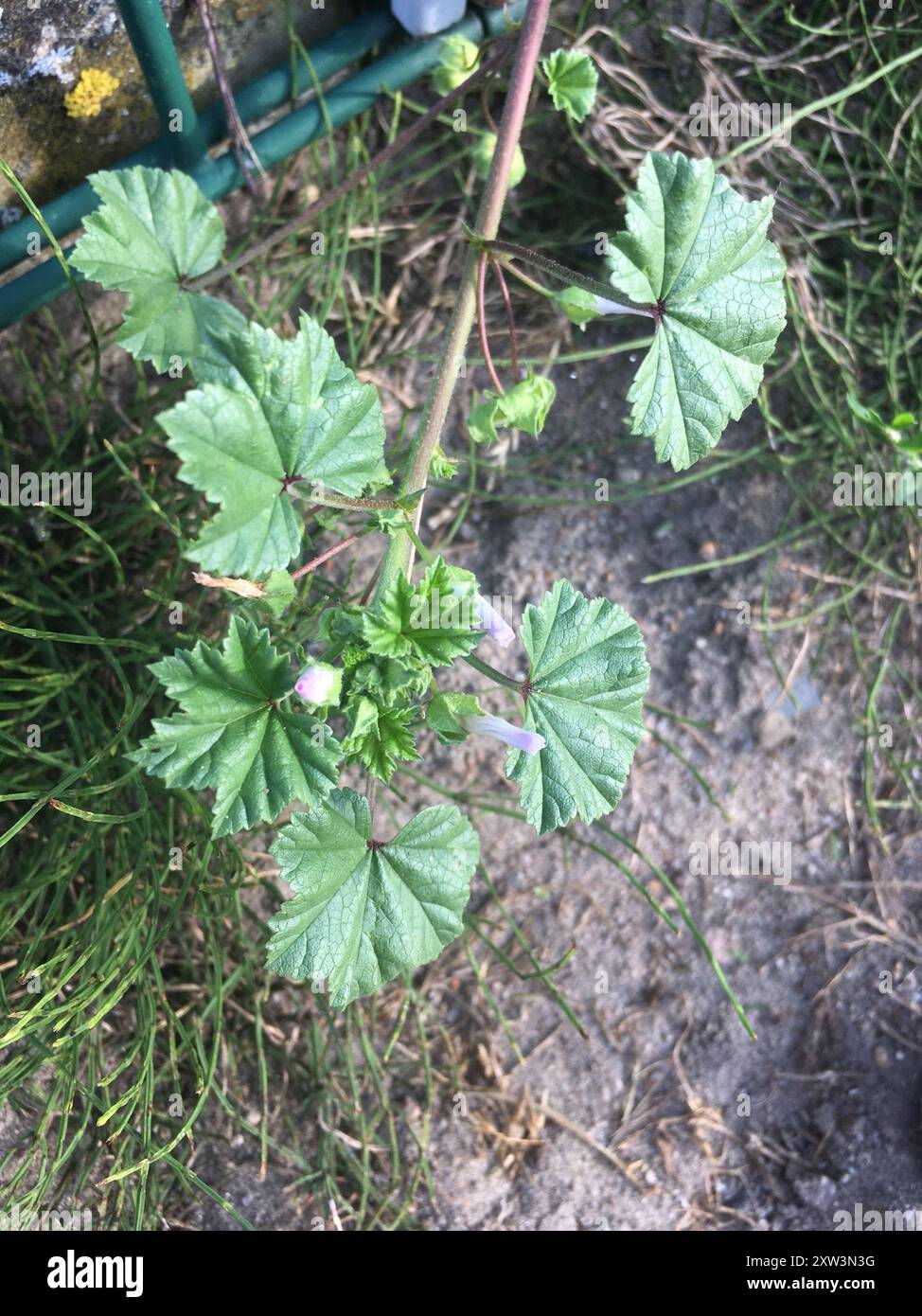 dwarf mallow (Malva neglecta) Plantae Stock Photo - Alamy