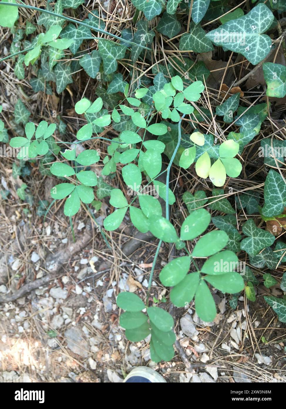 Scorpion Senna (Hippocrepis emerus) Plantae Stock Photo - Alamy