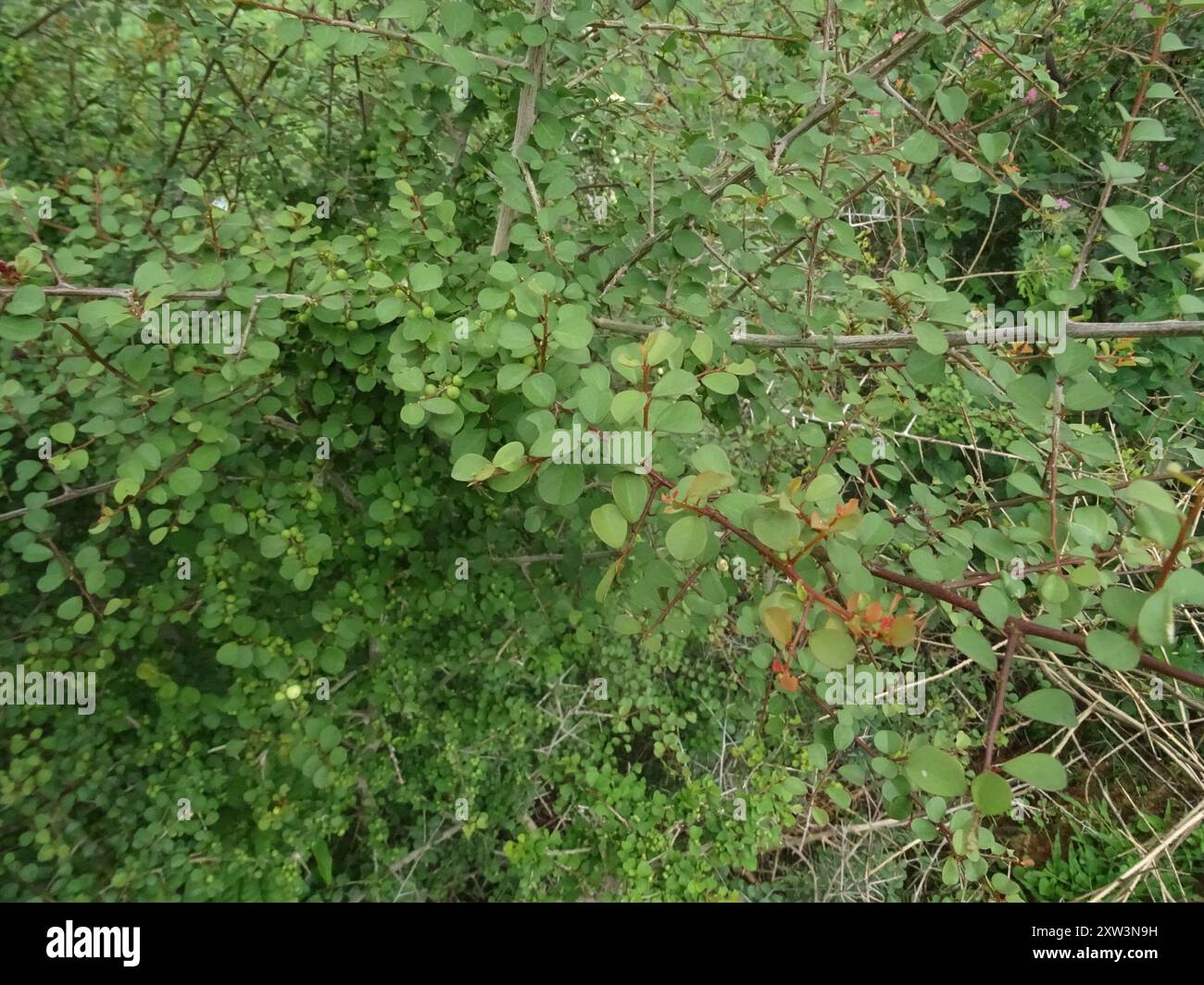 Indian snowberry hi-res stock photography and images - Alamy