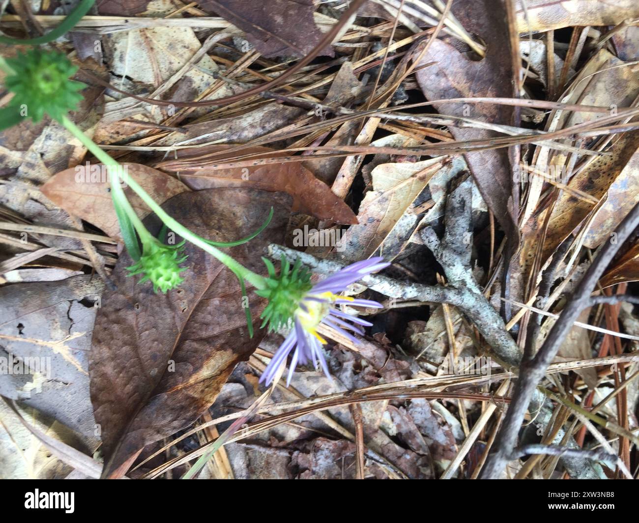 Grass-leaved prairie aster (Eurybia hemispherica) Plantae Stock Photo ...