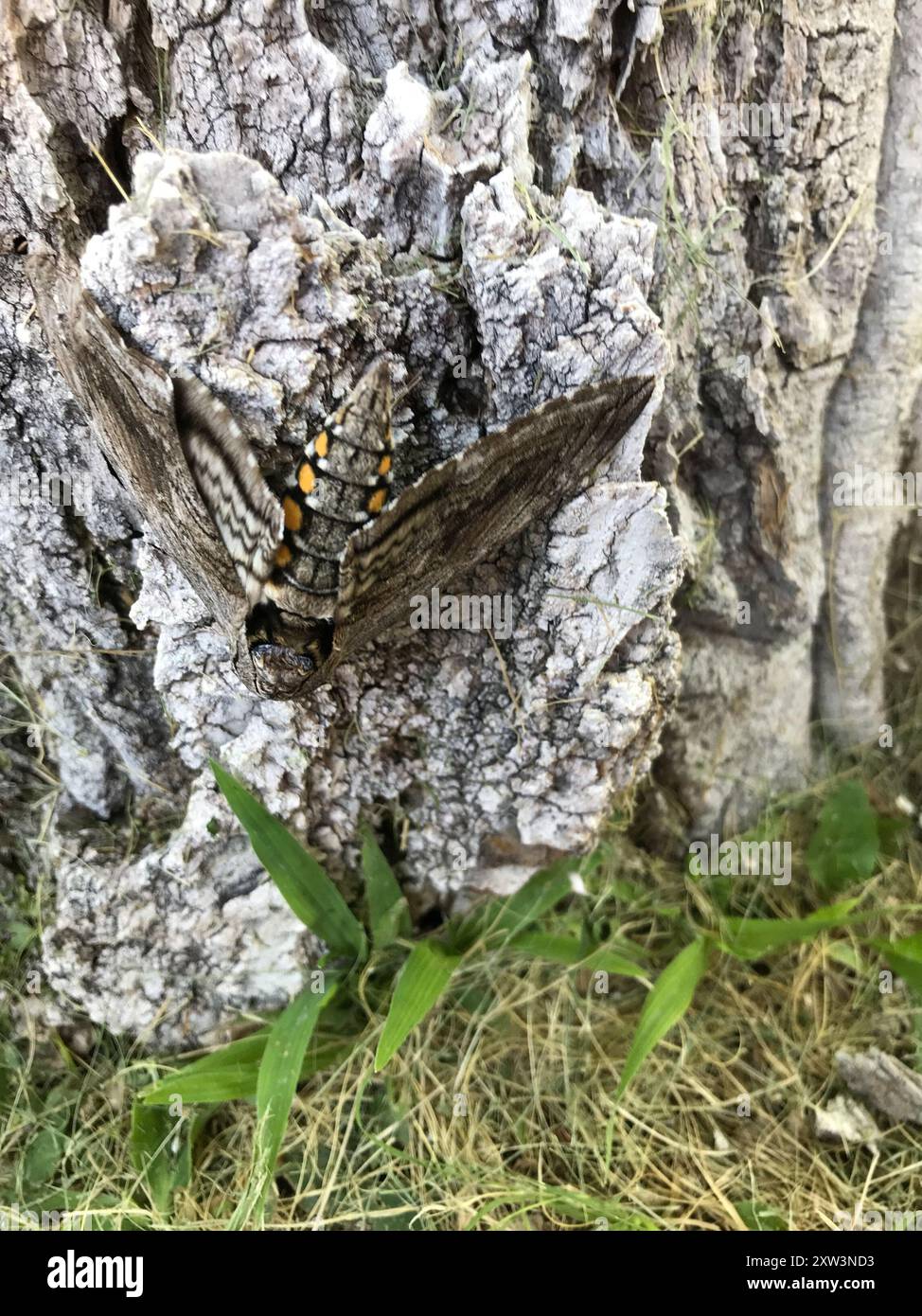 Five-spotted Hawk Moth (Manduca quinquemaculatus) Insecta Stock Photo ...