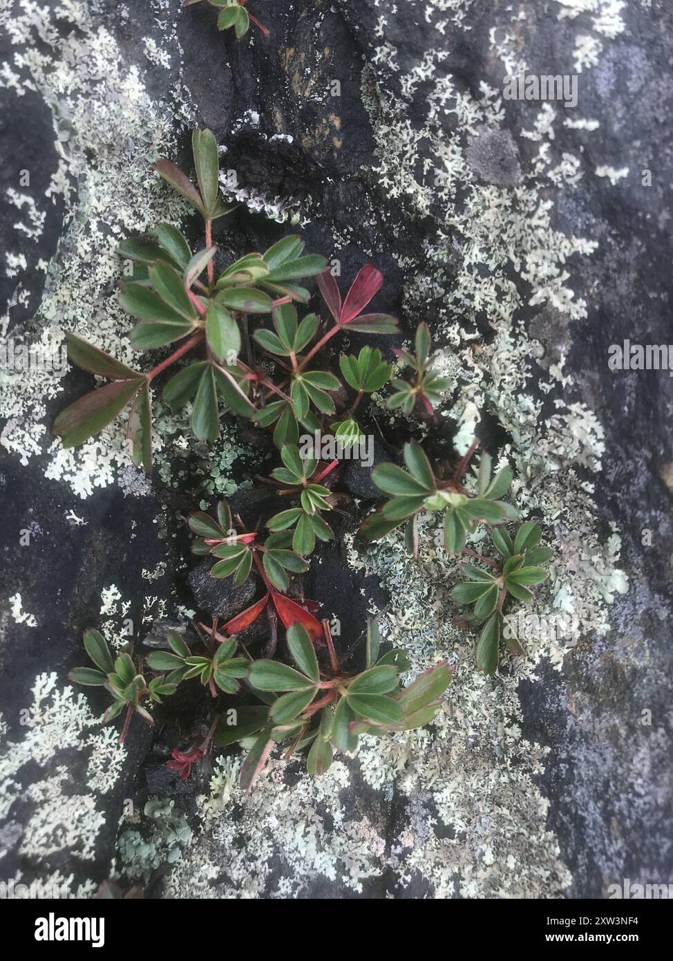 three-toothed cinquefoil (Sibbaldiopsis tridentata) Plantae Stock Photo ...