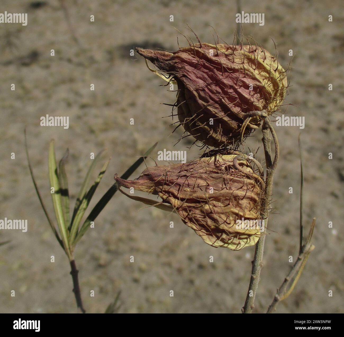 Wild Cotton (Gomphocarpus fruticosus fruticosus) Plantae Stock Photo ...