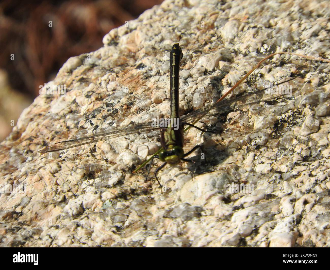 Black-shouldered Spinyleg (Dromogomphus spinosus) Insecta Stock Photo ...