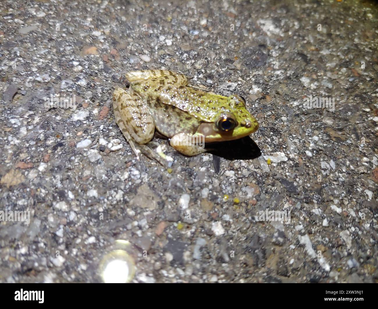 Green Frog (Lithobates clamitans) Amphibia Stock Photo - Alamy
