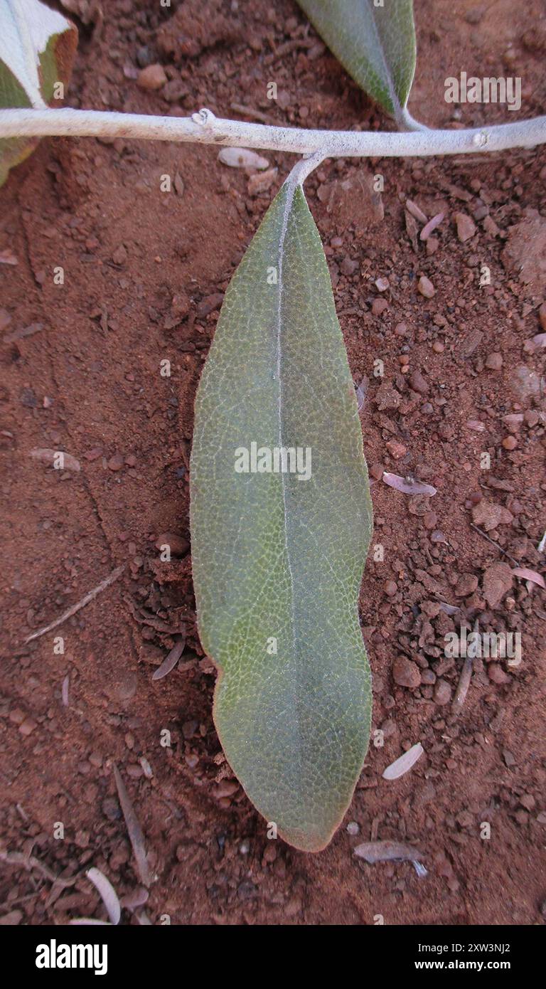 Wild Camphorbush (Tarchonanthus camphoratus) Plantae Stock Photo - Alamy